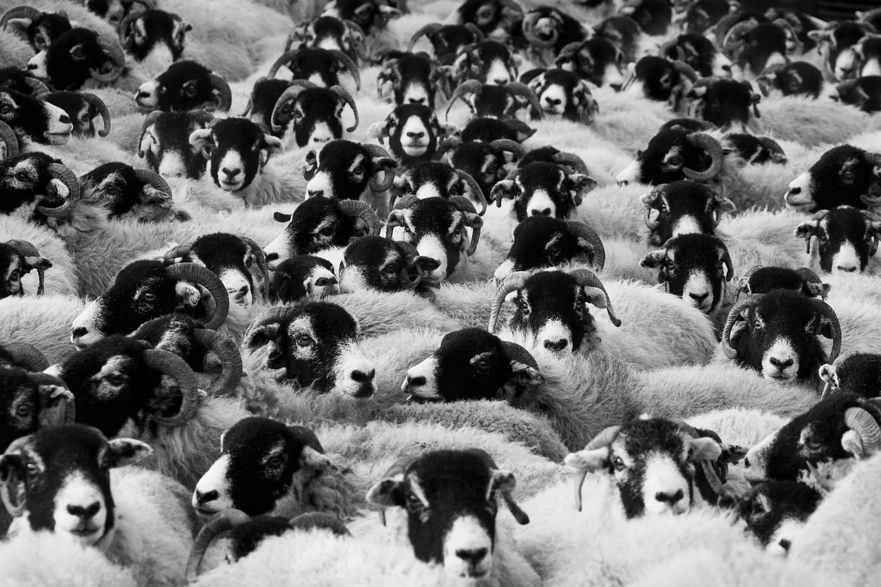 Communism meets sheep - www.writingredux.com