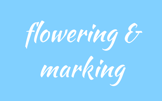 Flowering and marking - www.writingredux.com