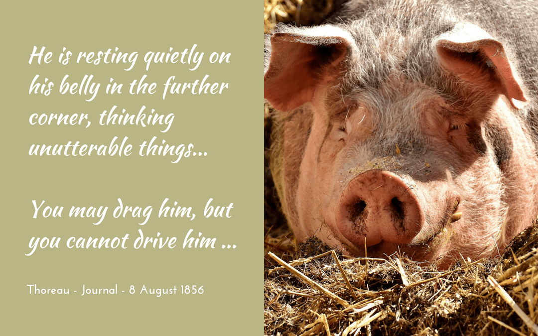 Swine Quotes