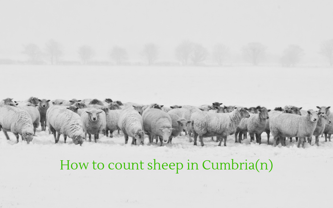 Cumbrian sheep counting - www.writingredux.com