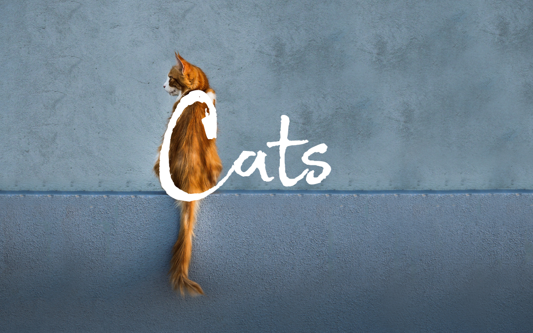 Fine feline quotes - www.writingredux.com